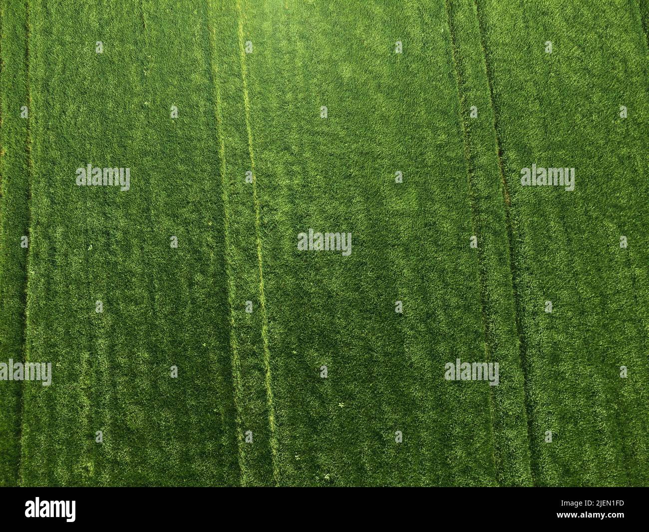 Aeiral top view of grass background texture Stock Photo - Alamy