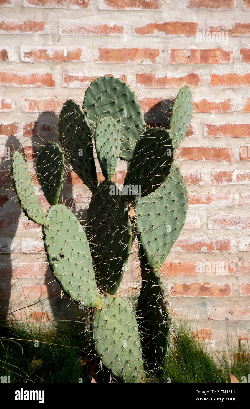 Arid garden design hi-res stock photography and images - Alamy