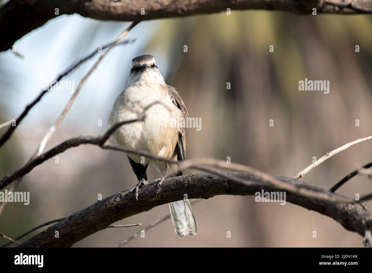 Mimus saturninus hi-res stock photography and images - Alamy