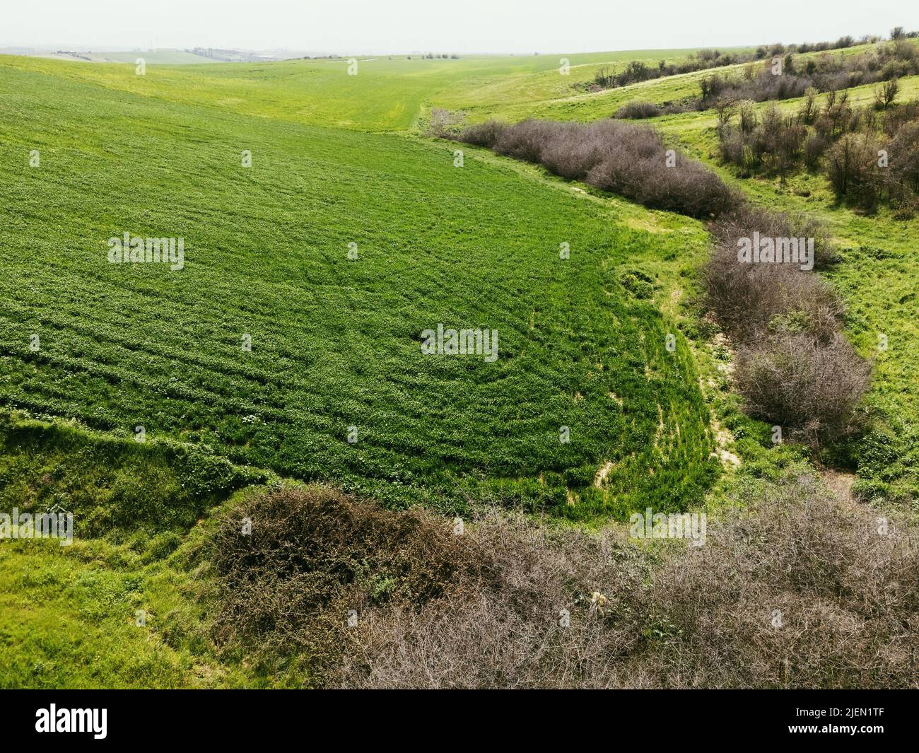 Aerial view of trees among greenery Stock Photo - Alamy