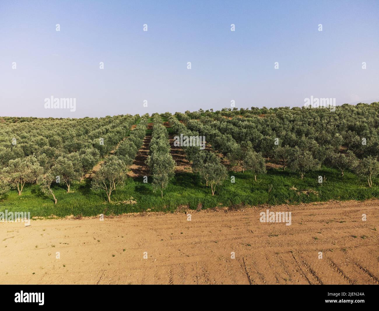 Olive tree farm hi-res stock photography and images - Alamy