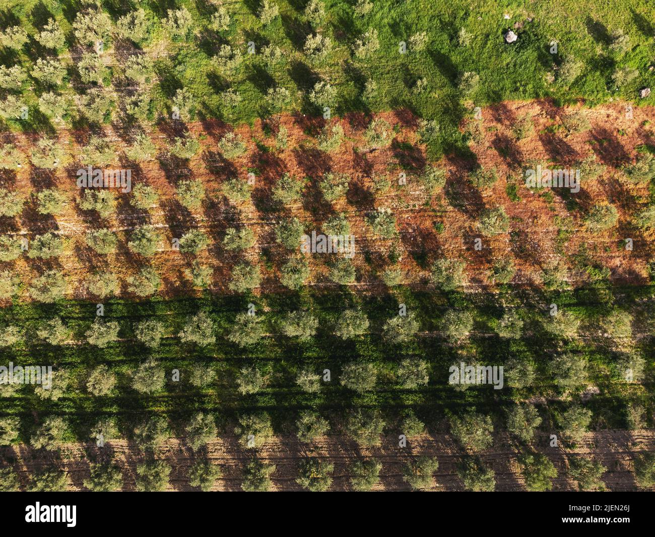 Aerial top landscape view of an olive field Stock Photo - Alamy