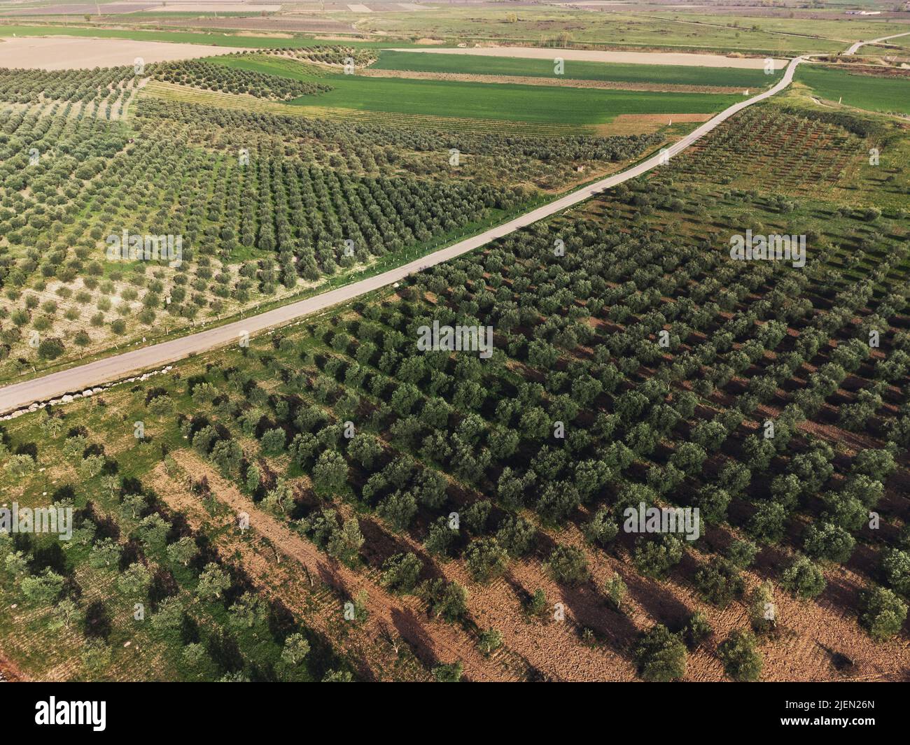 Aerial landscape view of an olive field Stock Photo - Alamy