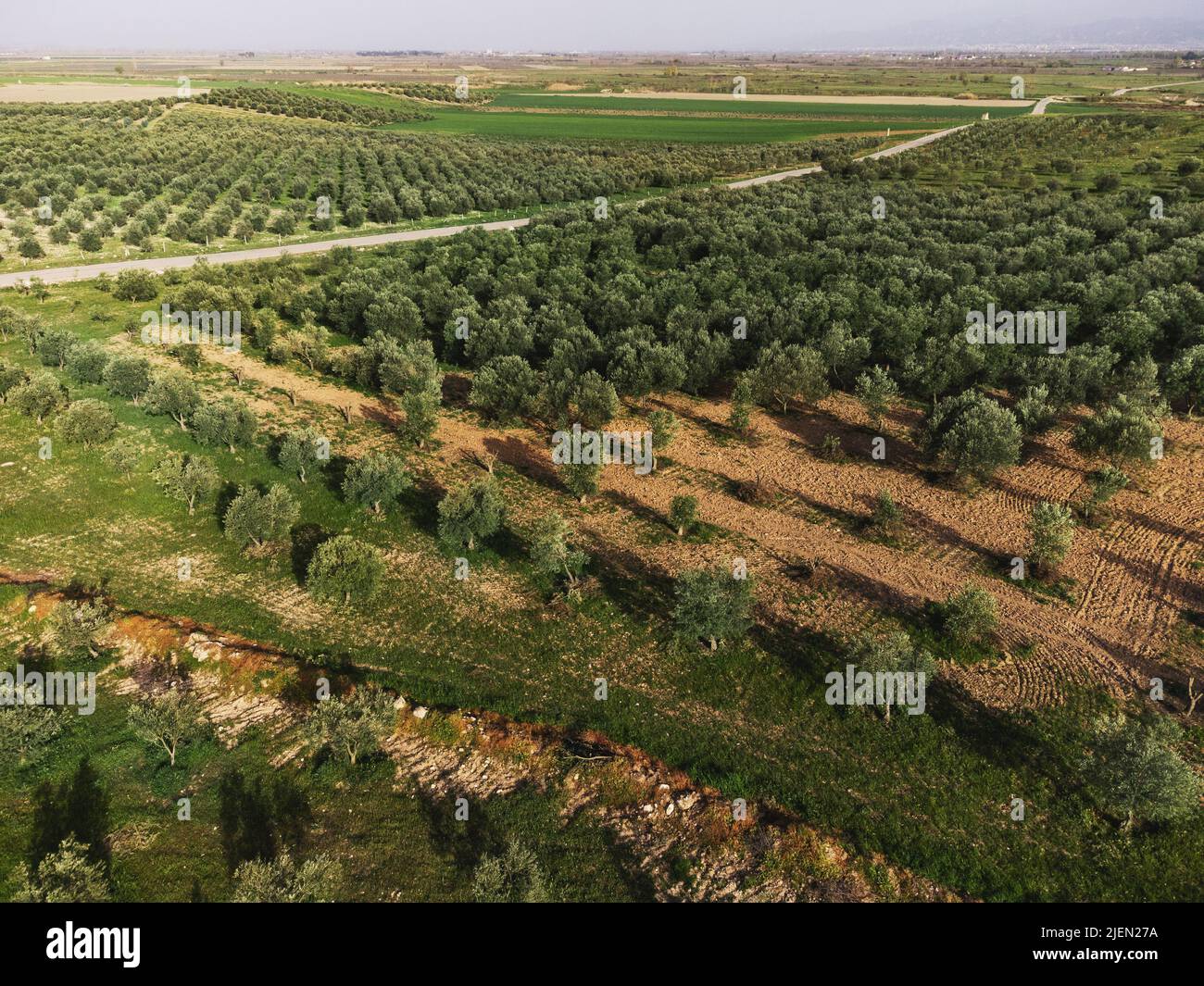 Olive tree farm hi-res stock photography and images - Alamy
