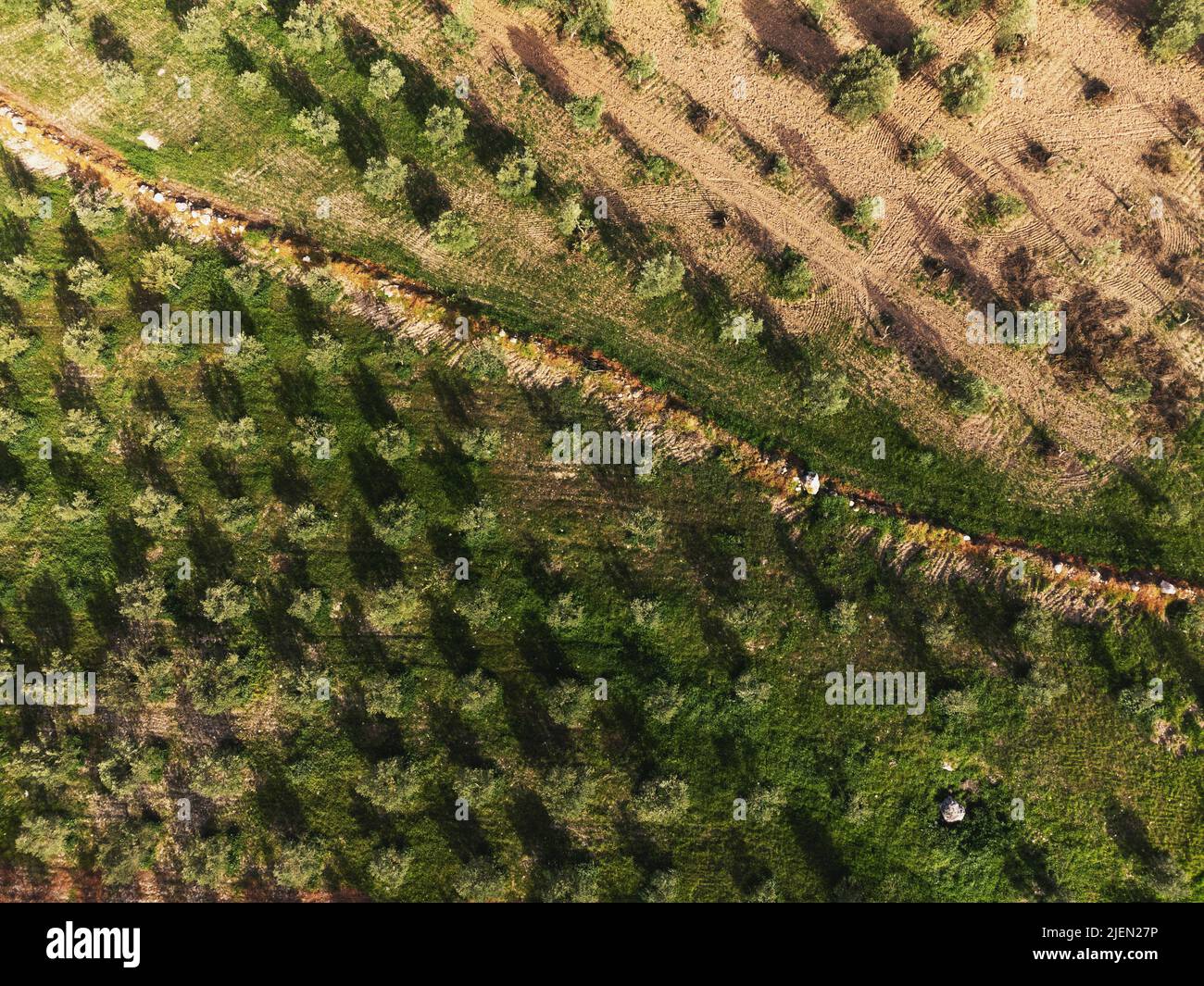 Aerial top view landscape view of an olive field Stock Photo - Alamy
