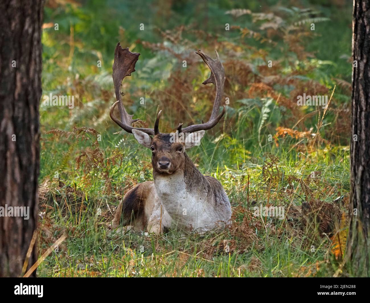 peaceful atmospheric Autumn mood - Fallow deer stag (Dama dama) with ...