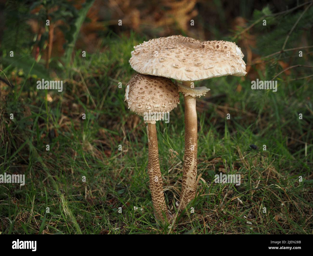 2 caps of Macrolepiota procera, parasol mushroom, with characteristic ...