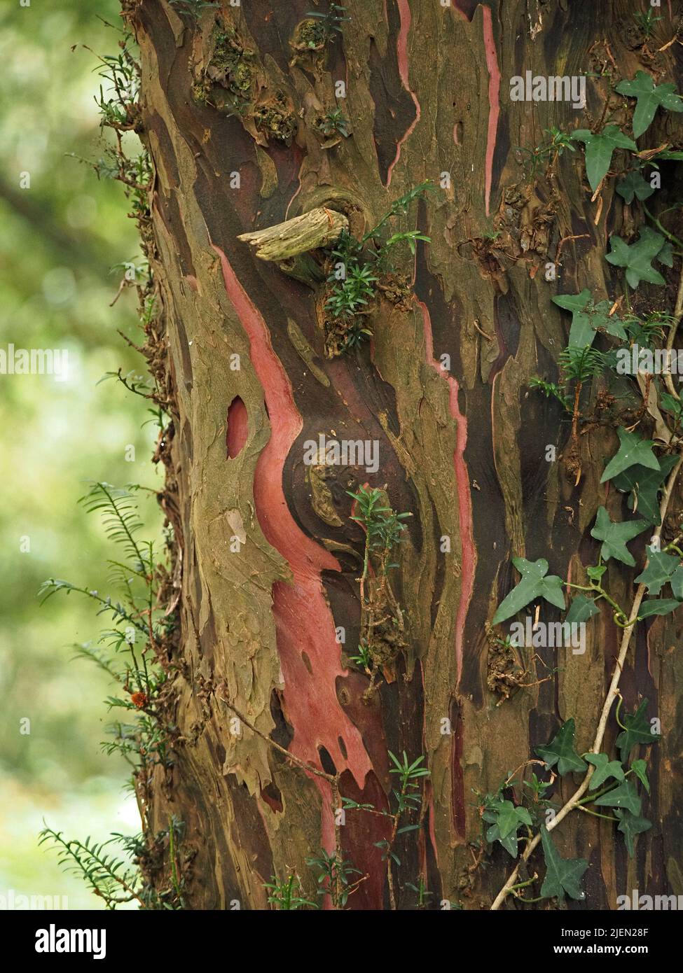 green Ivy leaves clinging to trunk of Yew tree (Taxus baccata) with ...