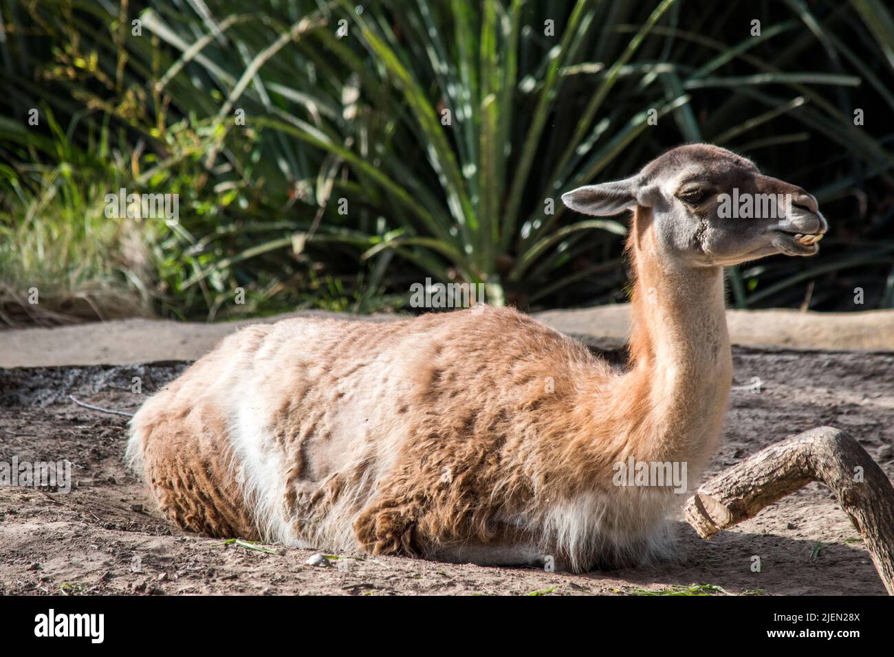 Portrait of a vicuña. Domestic animals Stock Photo - Alamy