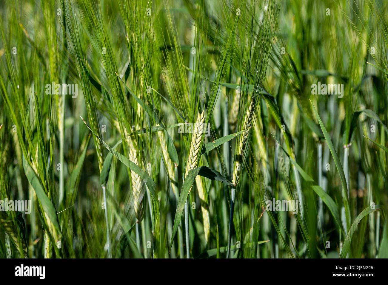 A full frame photograph of Barley growing in the Sussex countryside on ...