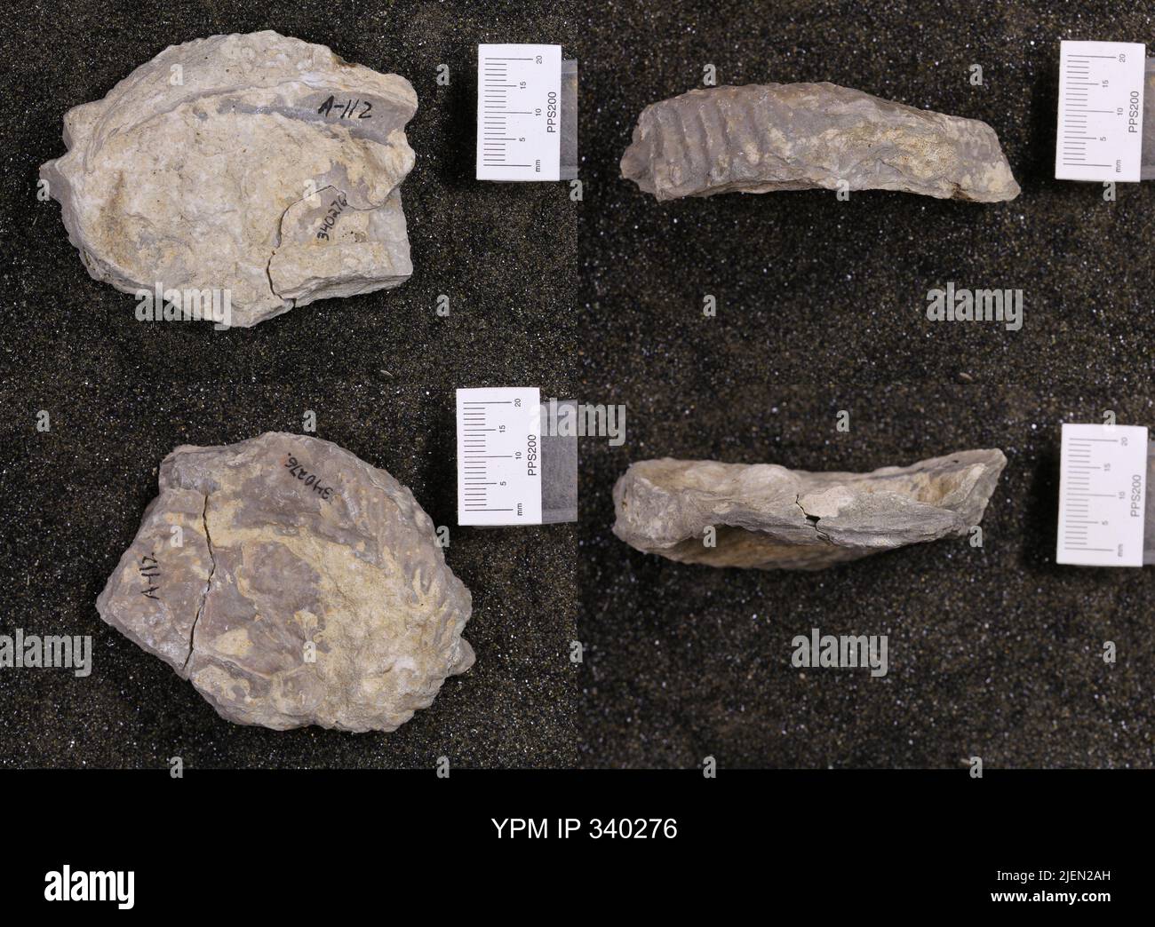 Exogyra hi-res stock photography and images - Alamy