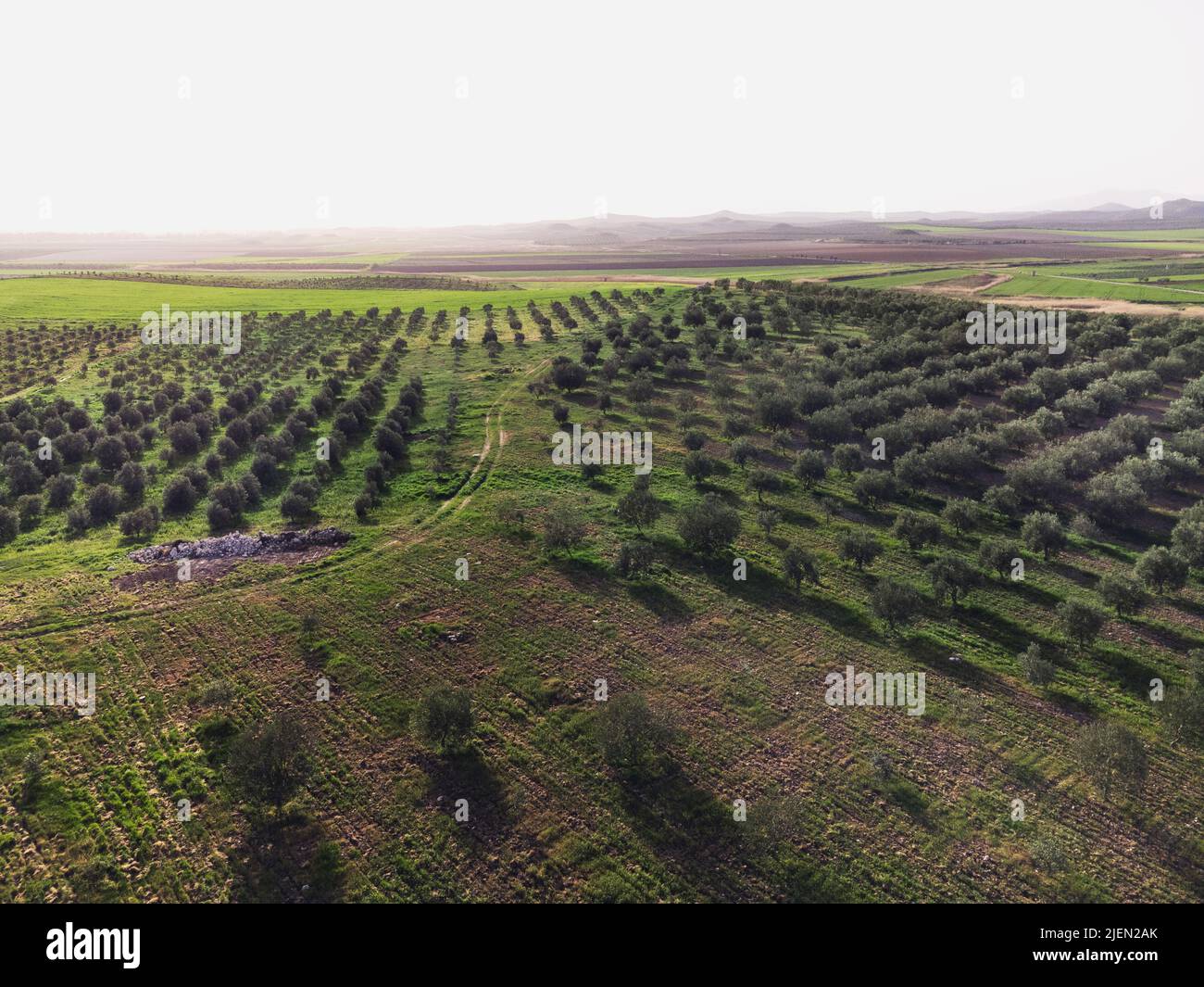 Aerial landscape view of an olive field Stock Photo - Alamy