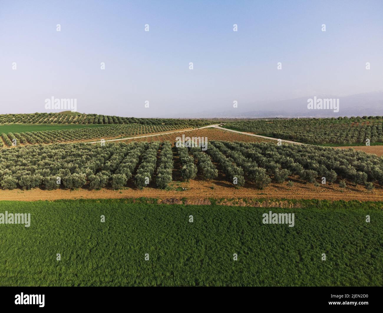 Aerial landscape view of an olive field Stock Photo - Alamy