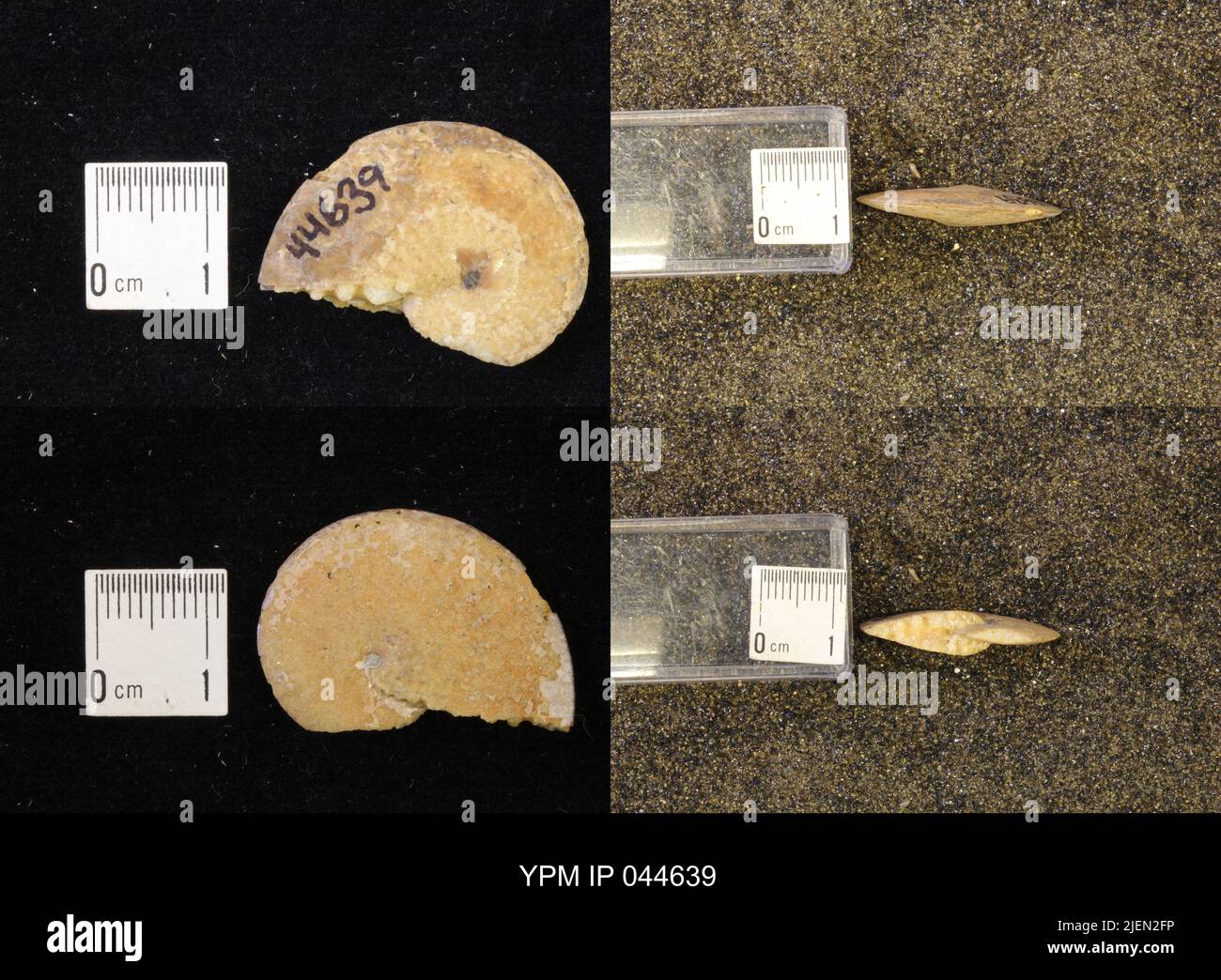 Sphenodiscus lenticularis (Owen Stock Photo - Alamy