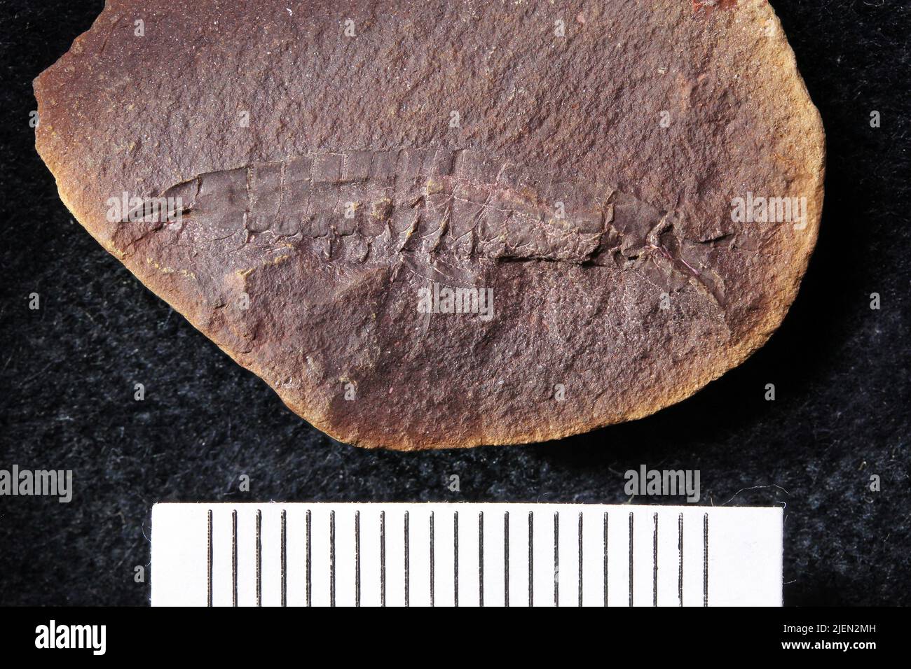 Palaeocaris typus Meek & Worthen Stock Photo - Alamy