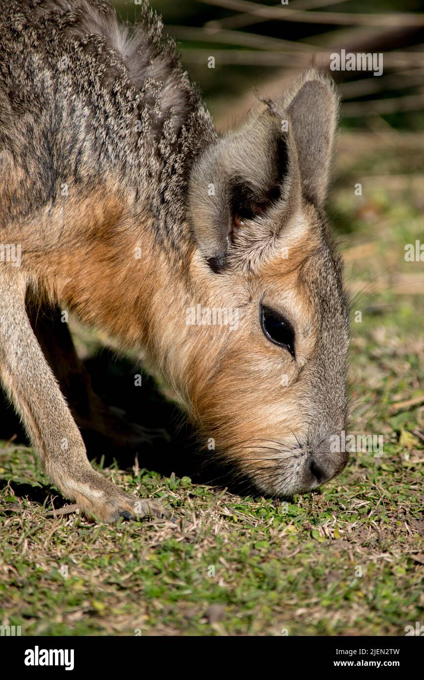 Maras in nature. Wild animals Stock Photo - Alamy