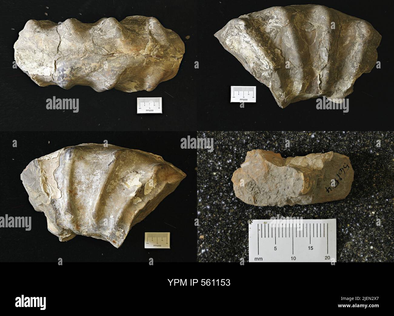 Acanthoceras hi-res stock photography and images - Alamy