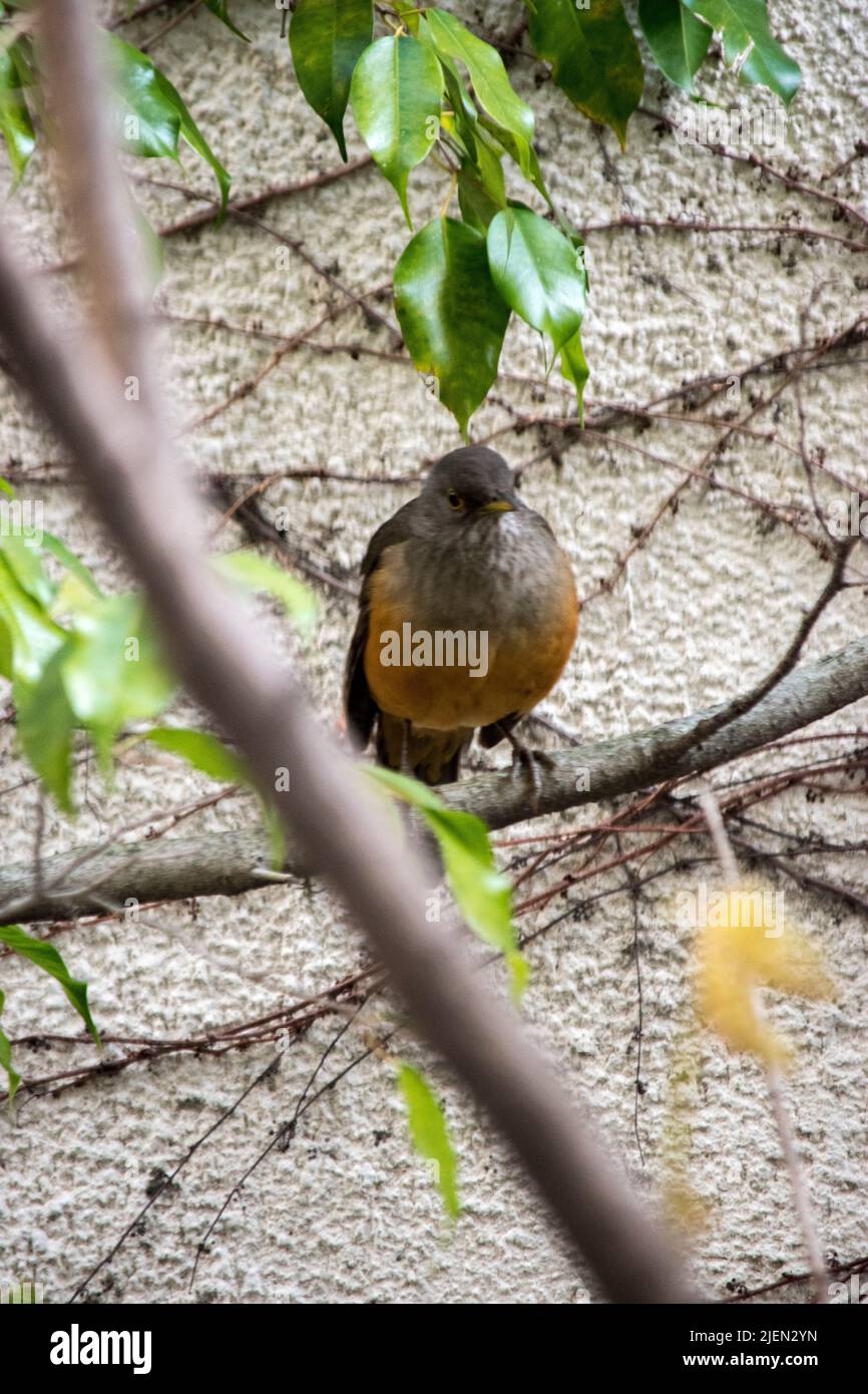 Ornithology passeriformes passerine hi-res stock photography and images ...