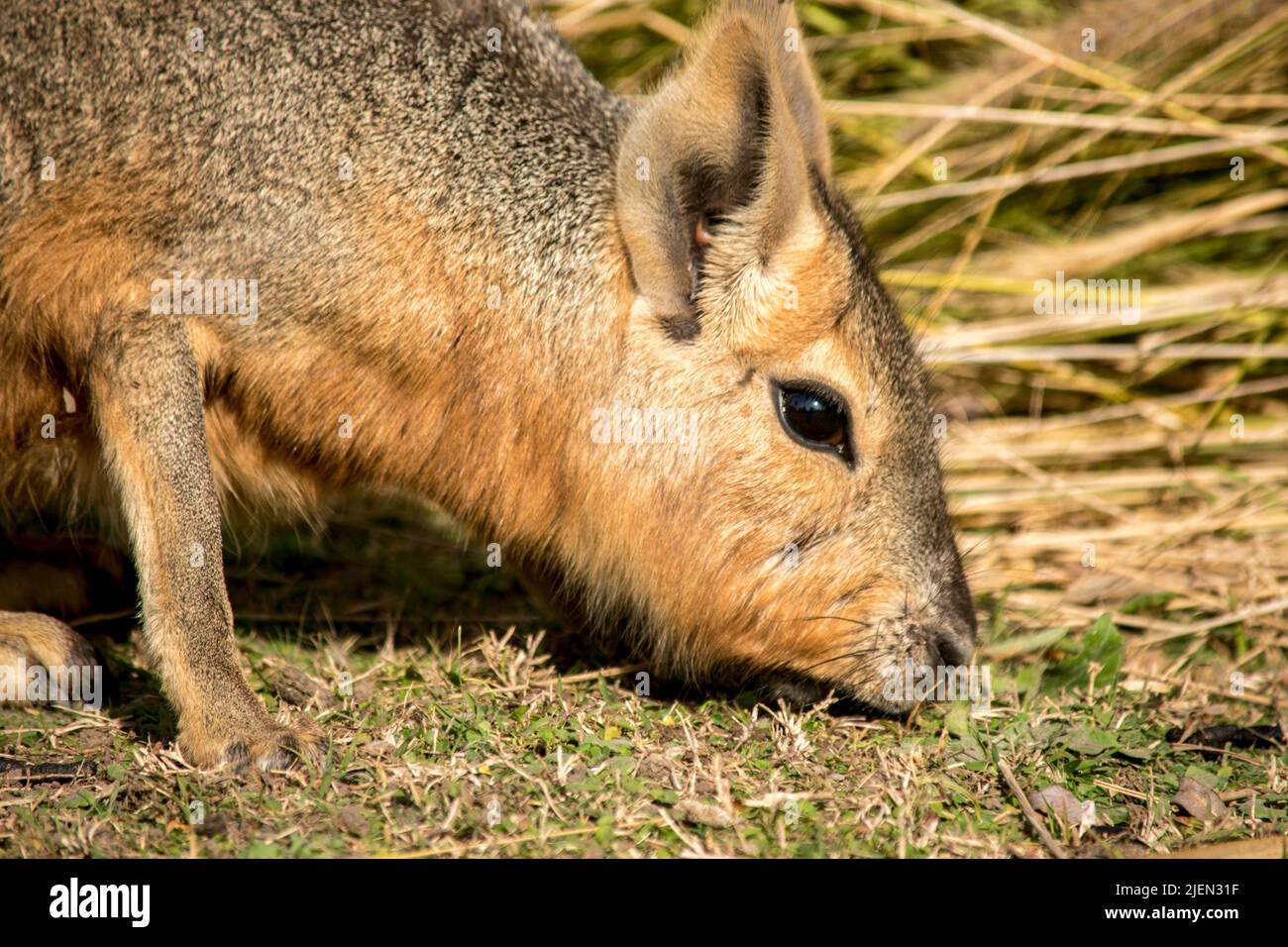 Maras in nature. Wild animals Stock Photo - Alamy
