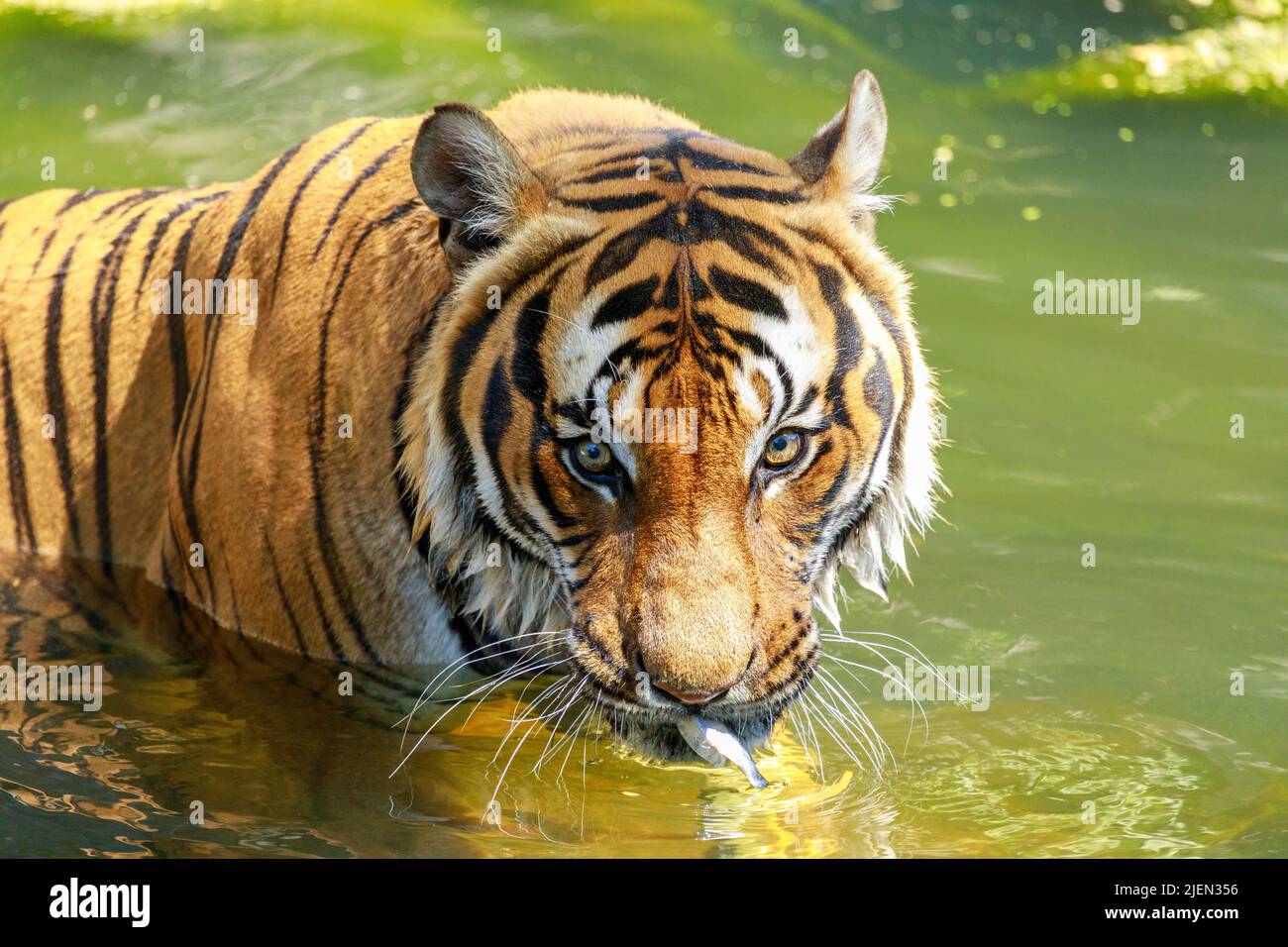 a coloured tiger portrait in a park Stock Photo - Alamy