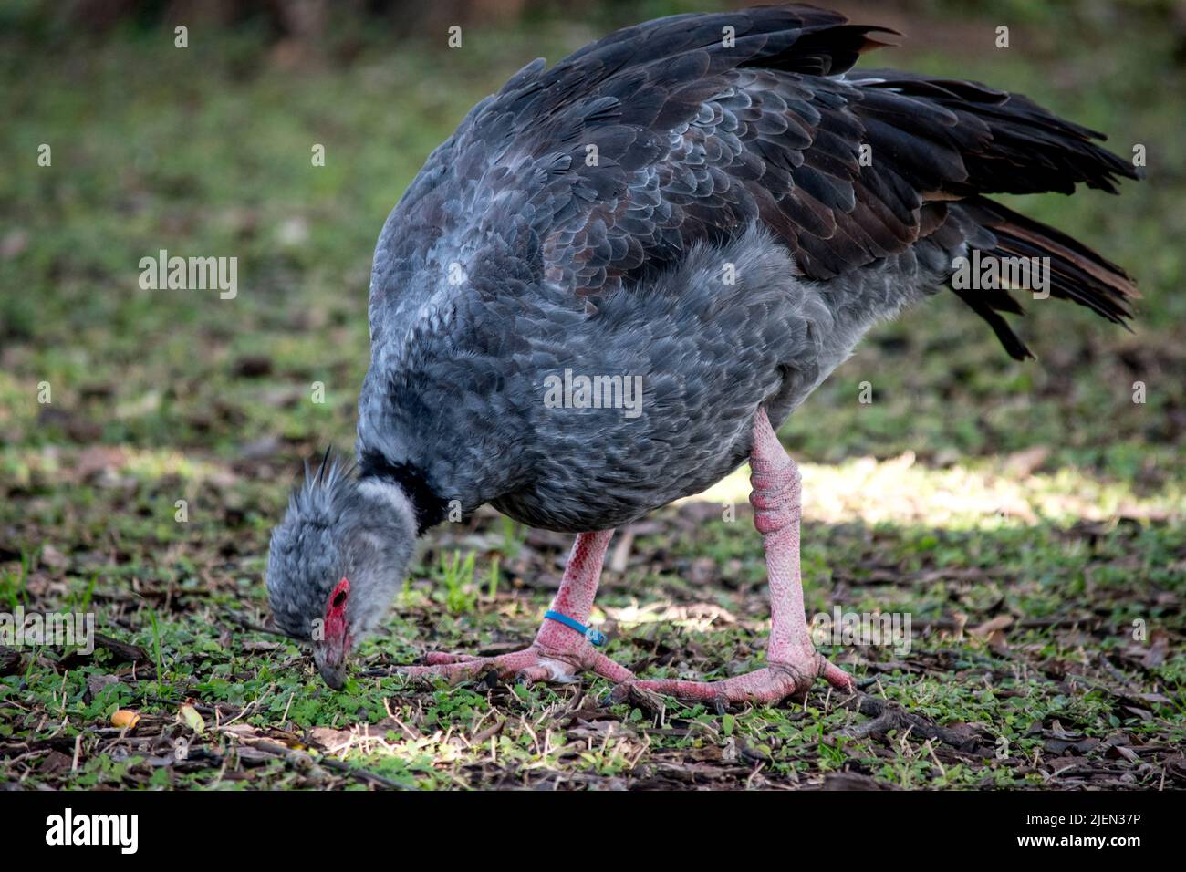 Wetlands with wild animals hi-res stock photography and images - Alamy