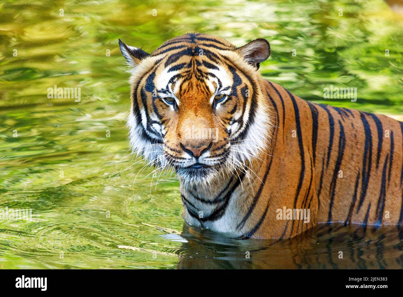 Tiger nose sumatra hi-res stock photography and images - Alamy