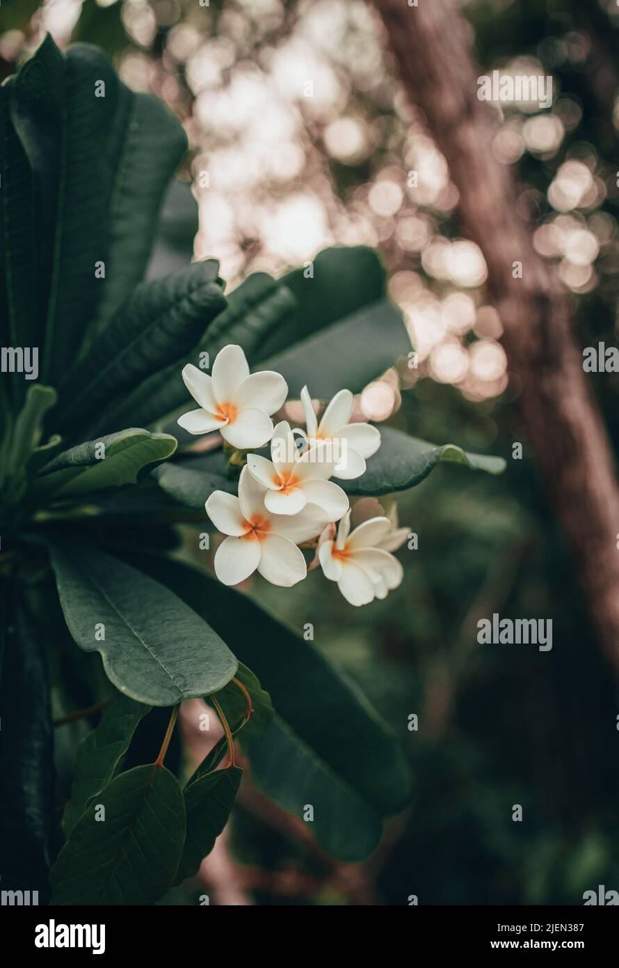 Yucatan endemic hi-res stock photography and images - Alamy