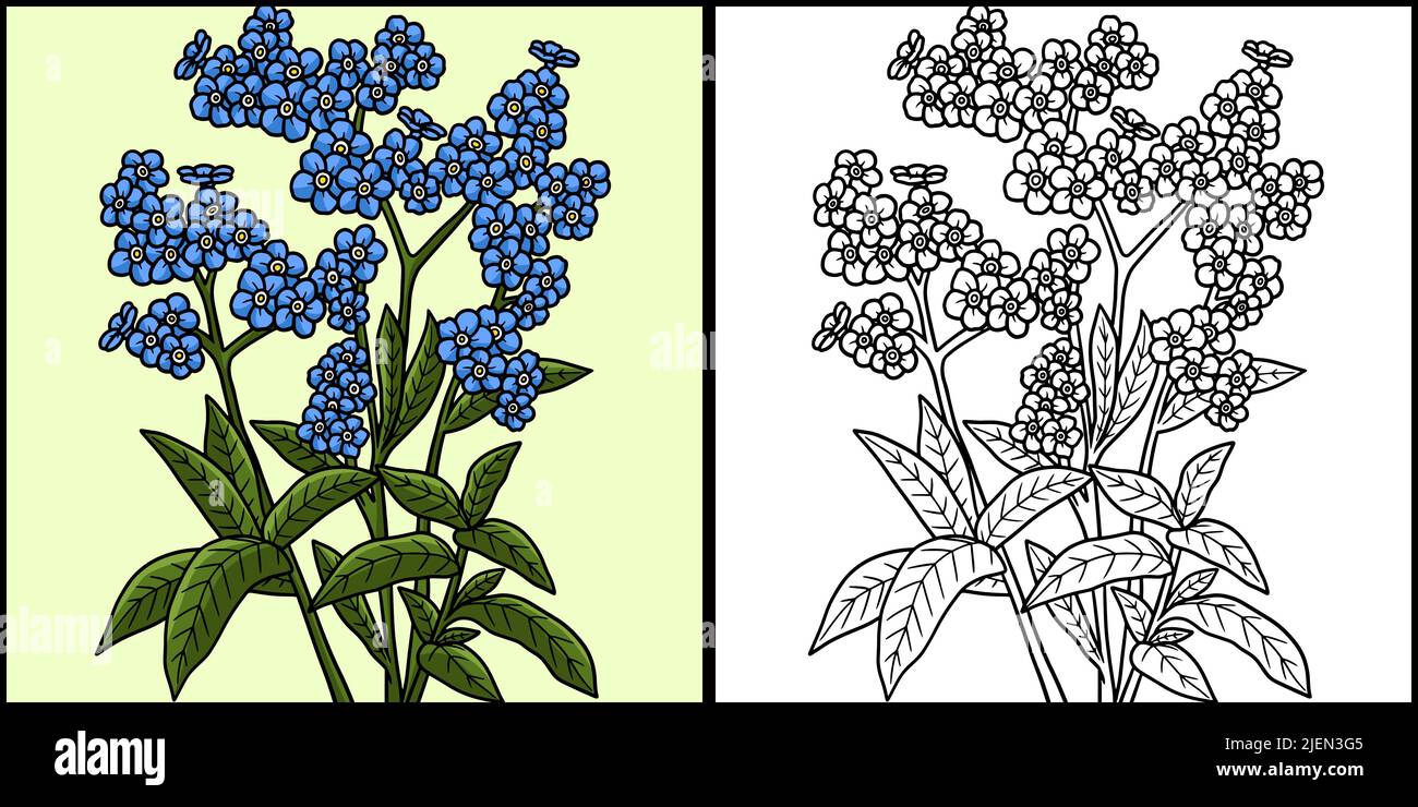 Forget Me Not Flower Coloring Colored Illustration Stock Vector Image ...