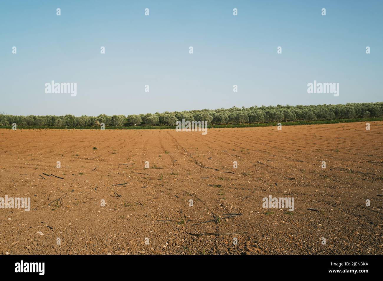 Landscape view of an olive field Stock Photo - Alamy