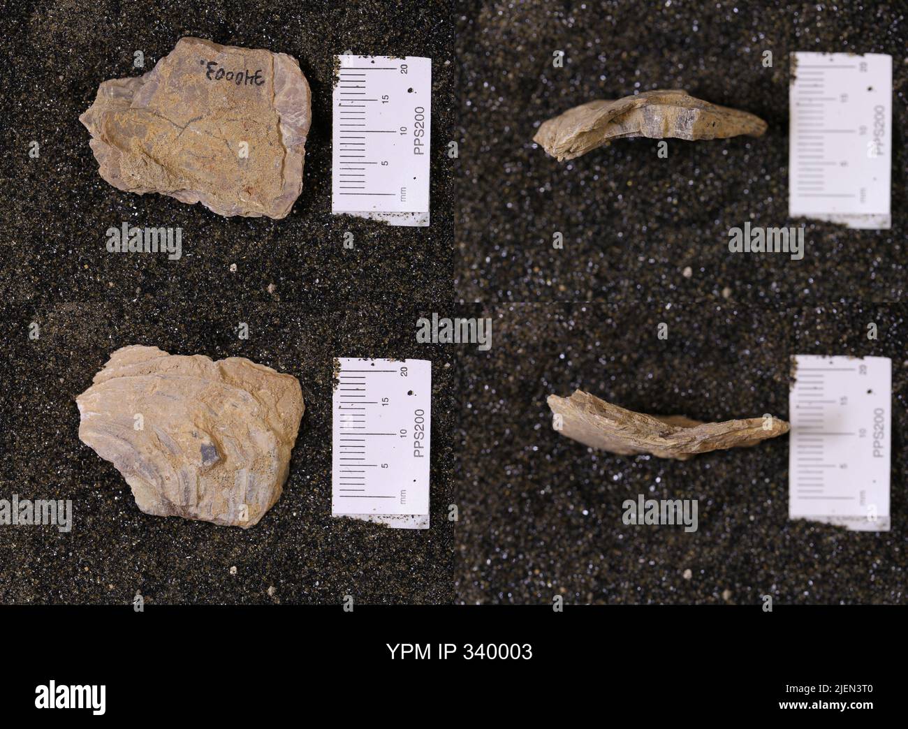 Ostrea soleniscus meek hi-res stock photography and images - Alamy