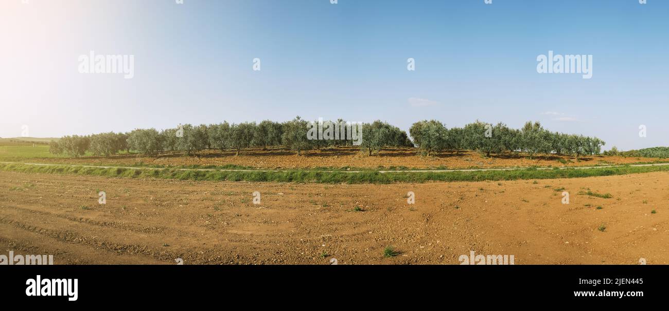 Land of olives hi-res stock photography and images - Alamy