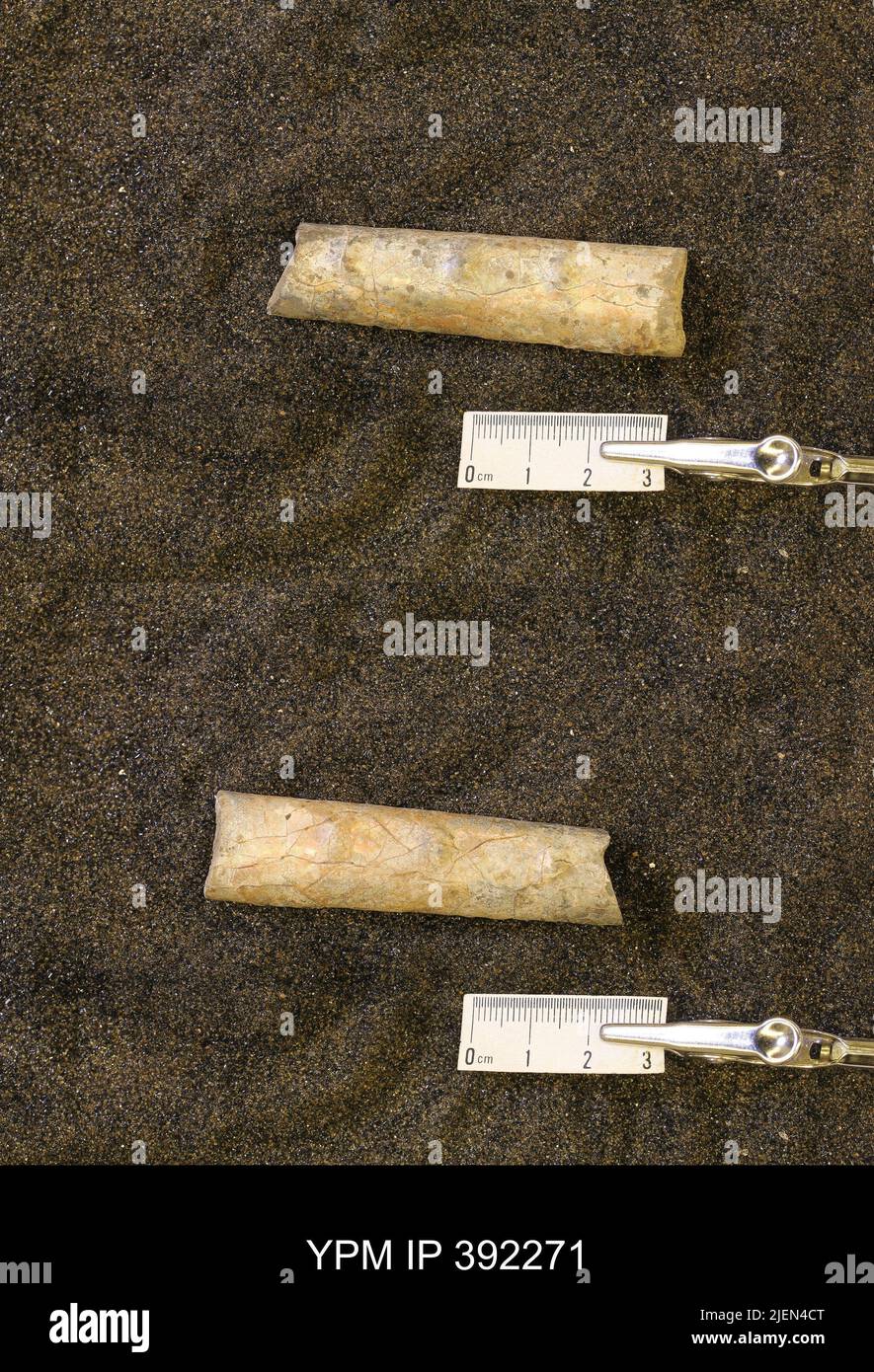 Baculites sp animalia hi-res stock photography and images - Alamy