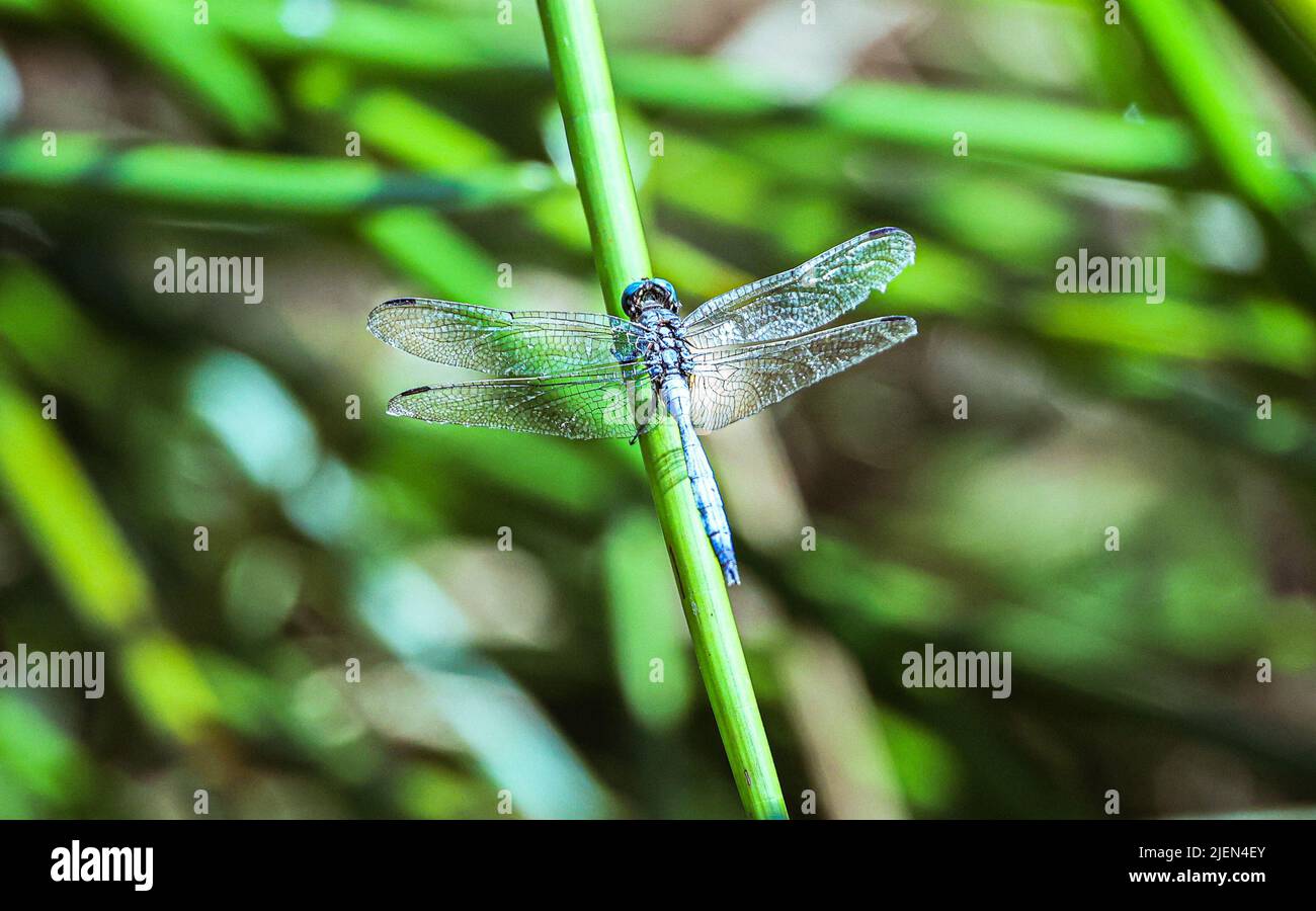 African insect hi-res stock photography and images - Alamy