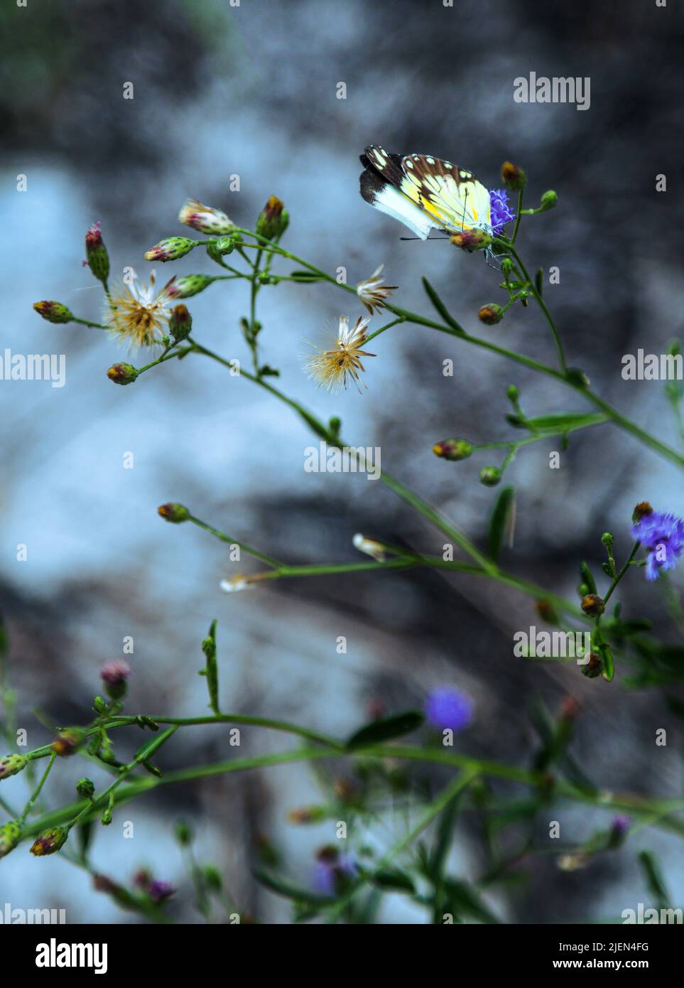 African insect hi-res stock photography and images - Alamy