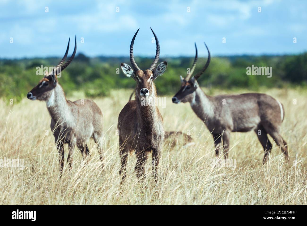 Waterbucks Saadani National park, Tanzania Stock Photo - Alamy