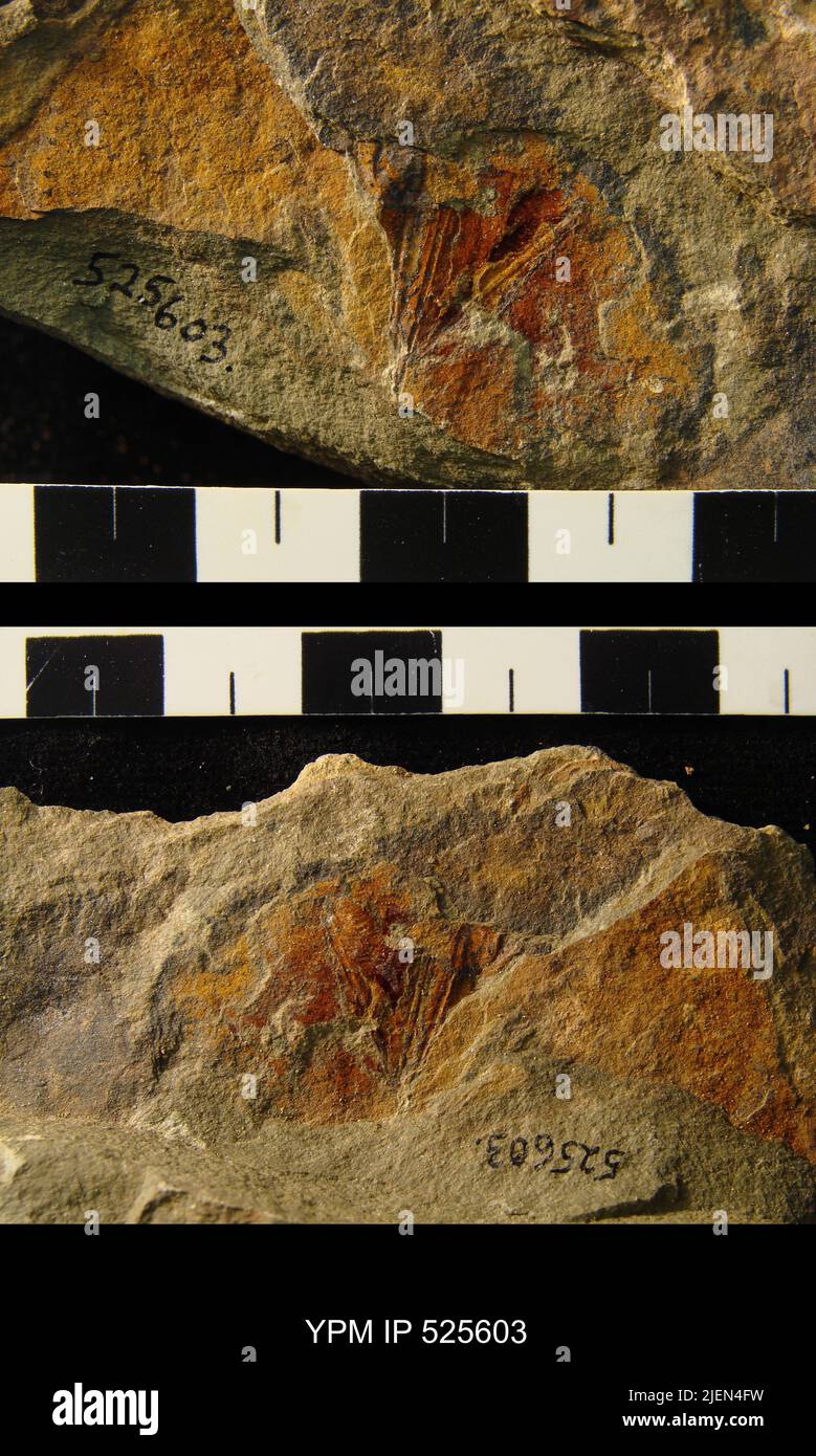 Jellyfish fossil hi-res stock photography and images - Alamy