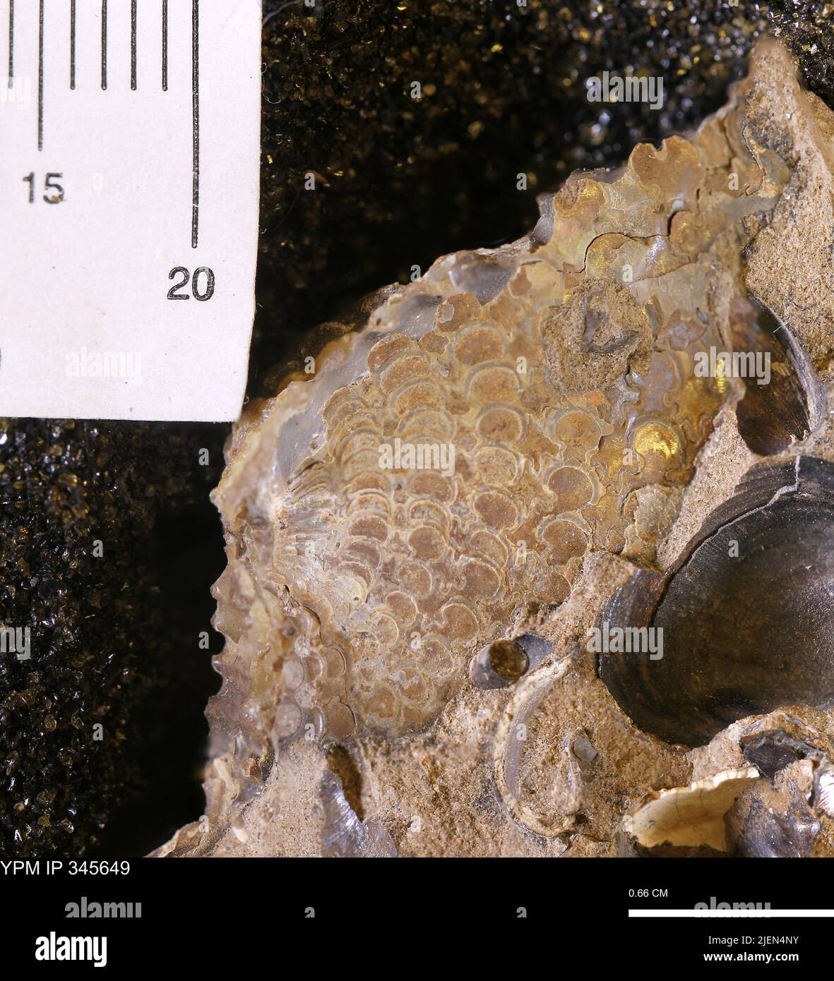 Sphenodiscus hi-res stock photography and images - Alamy