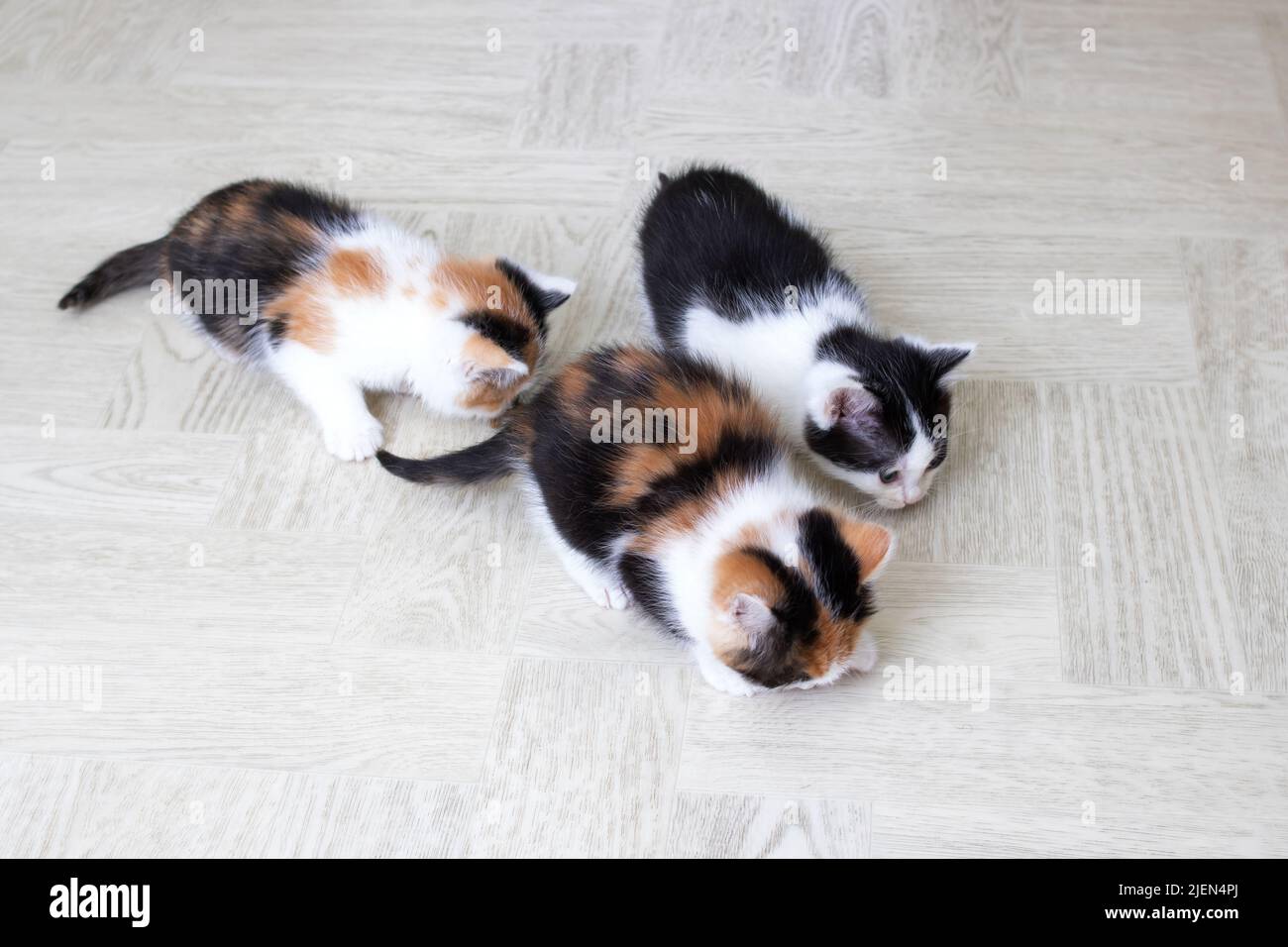 Three little kittens hi-res stock photography and images - Alamy