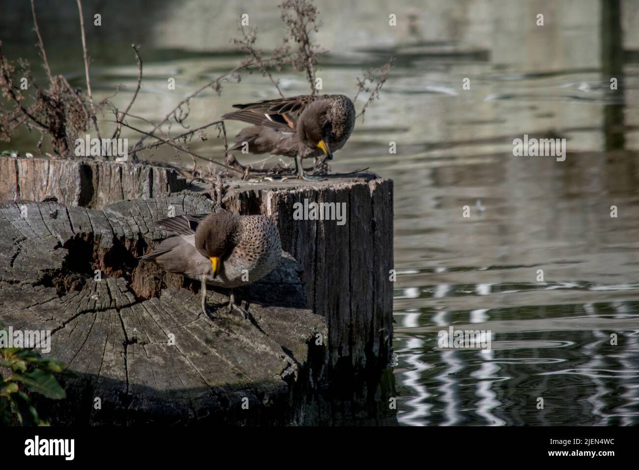 Photo of a Jergon duck or Anas georgica Stock Photo - Alamy