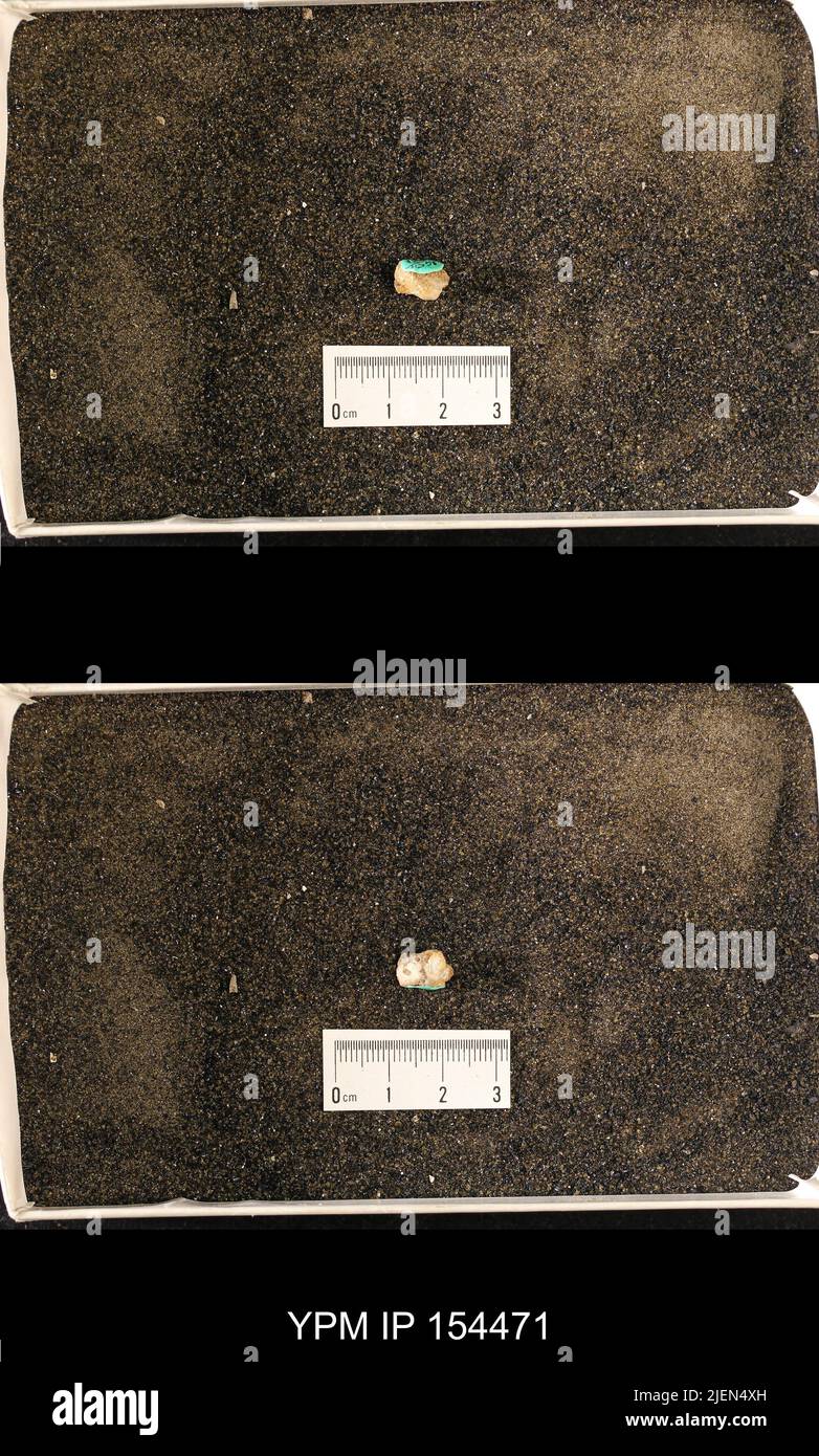 Lophospira gyrogonia mccoy hi-res stock photography and images - Alamy