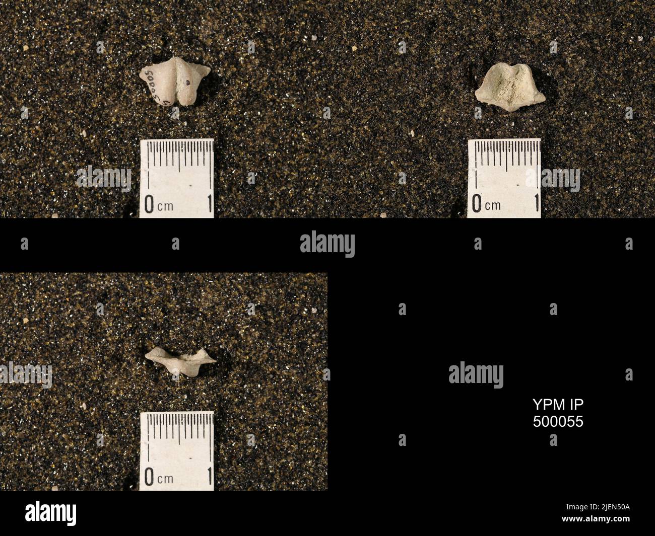 Chonetes flemingi Norwood & Pratten, 1854 Stock Photo - Alamy