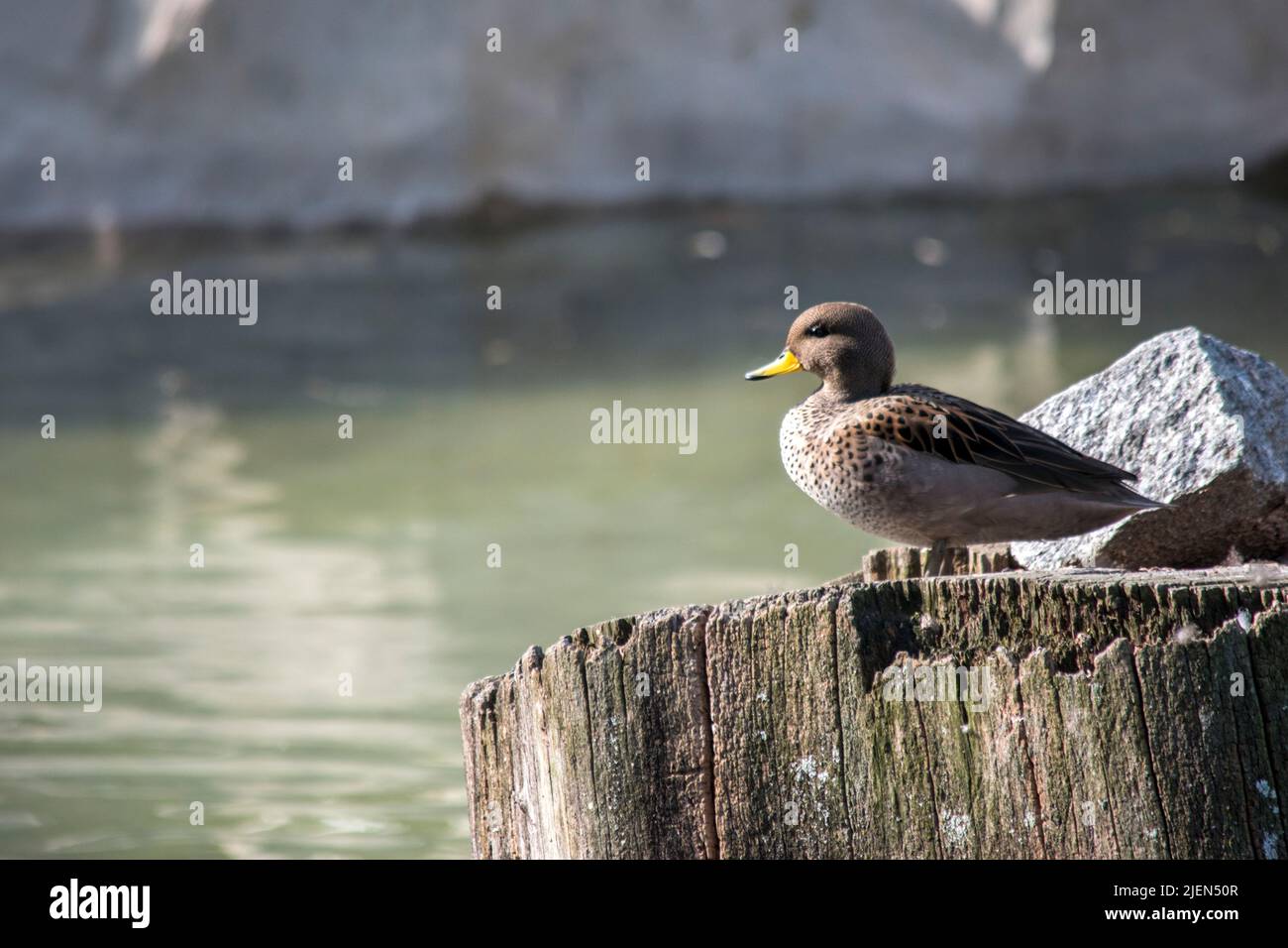 Photo of a Jergon duck or Anas georgica Stock Photo - Alamy