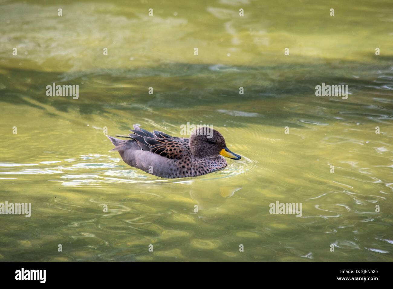 Photo of a Jergon duck or Anas georgica Stock Photo - Alamy