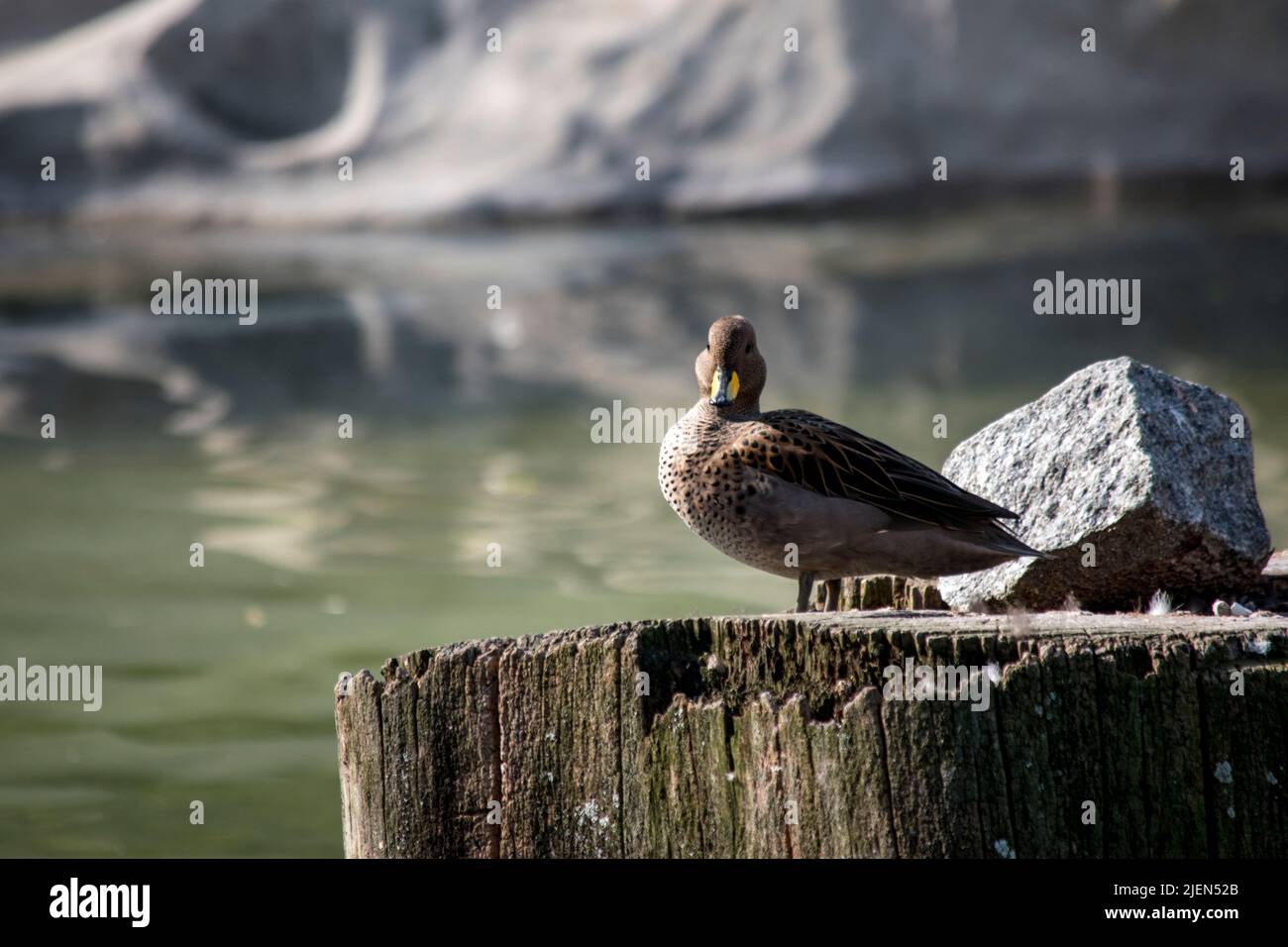 Photo of a Jergon duck or Anas georgica Stock Photo - Alamy