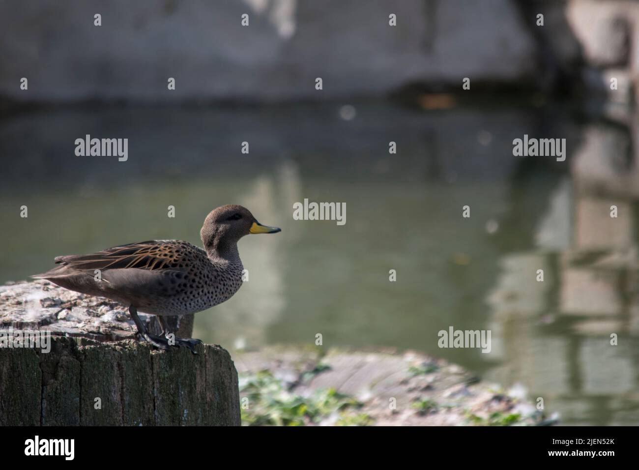Photo of a Jergon duck or Anas georgica Stock Photo - Alamy