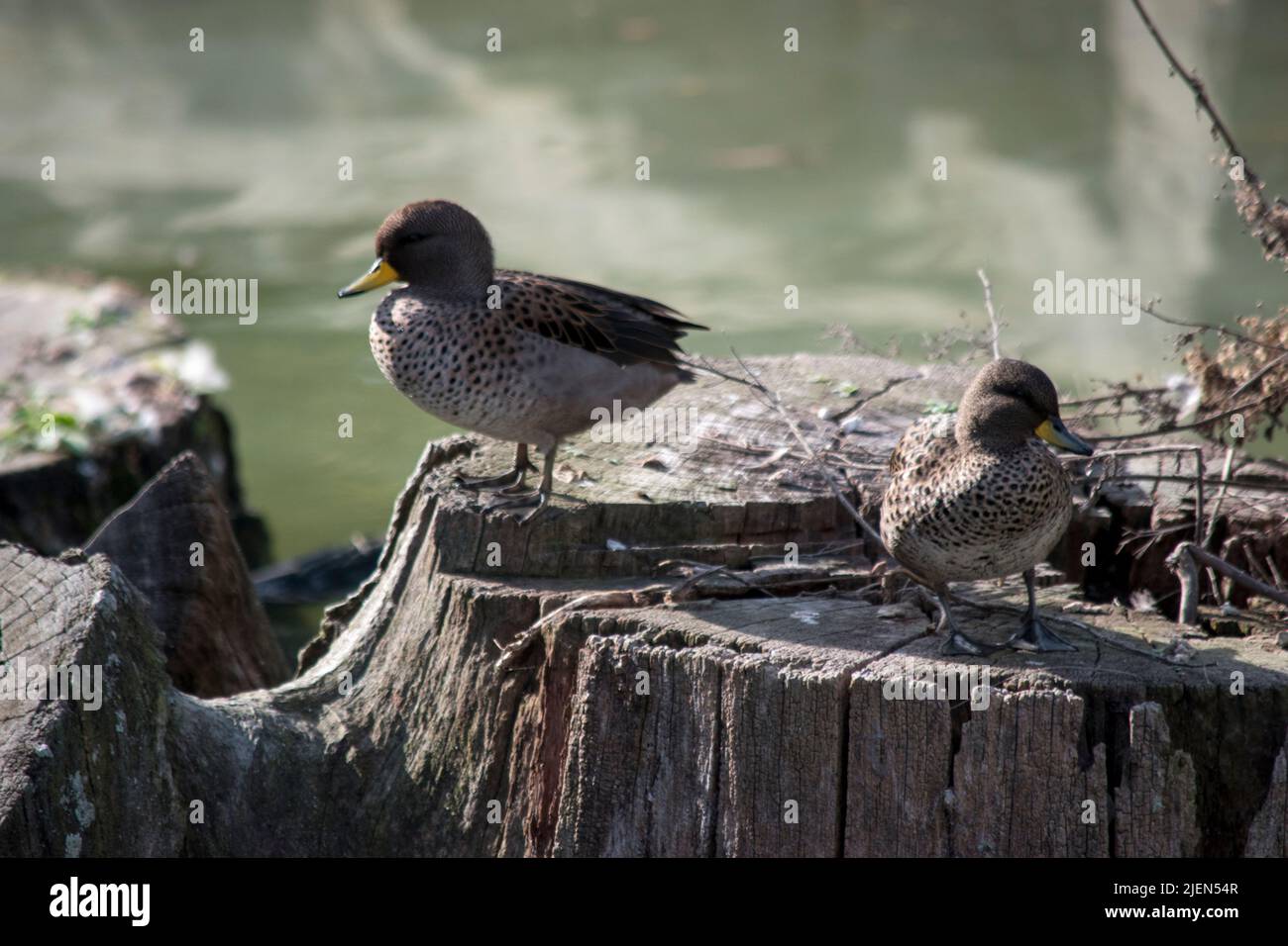 Photo of a Jergon duck or Anas georgica Stock Photo - Alamy