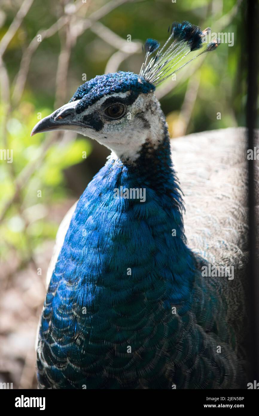 portrait of a colorful peacock Stock Photo - Alamy
