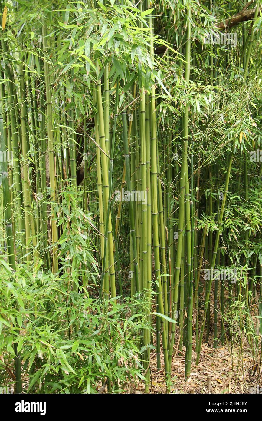 A Well Cultivated Thicket of Bamboo Plants Stock Photo - Alamy