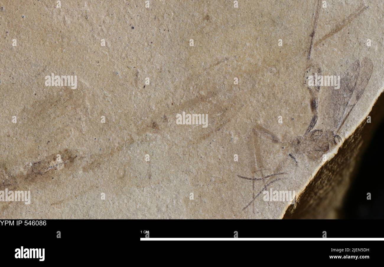 Fossilized spider specimen hi-res stock photography and images - Alamy