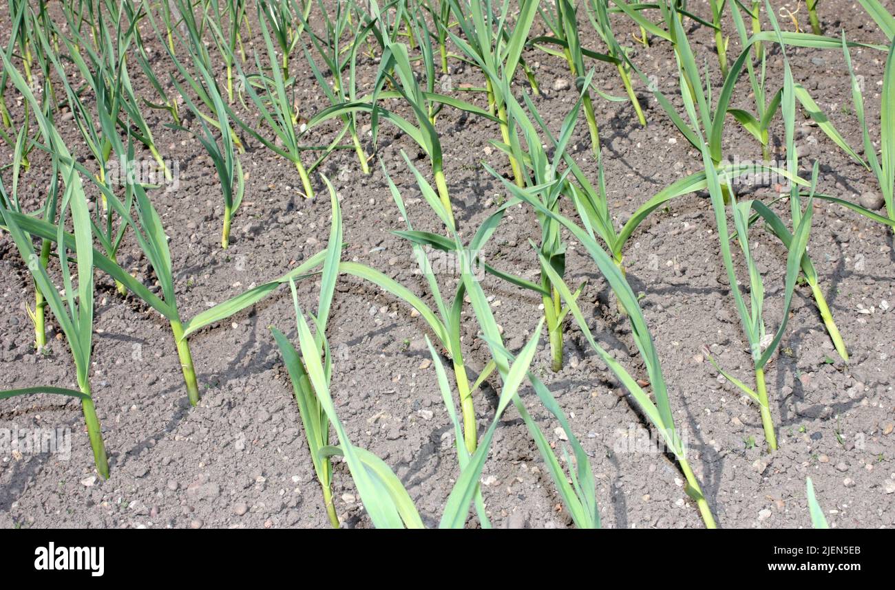 A Crop of Young Leek Plants in a Garden Stock Photo - Alamy